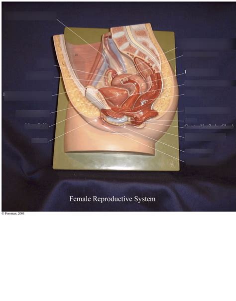 Female Reproductive Model Diagram Quizlet