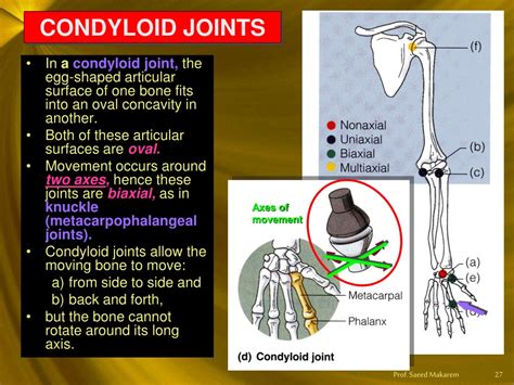 Ppt Joints And Movements In Human Body Powerpoint Presentation Free