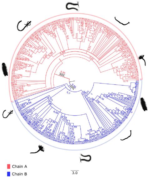 Bayesian Inference Gene Genealogy Of The EG Ann Data Set Created With Download Scientific