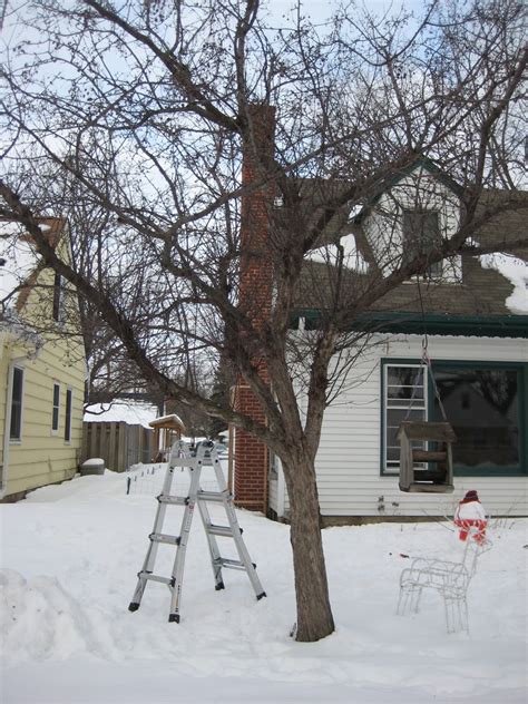 Pruning My Crabapple Tree Stacking Functions Garden