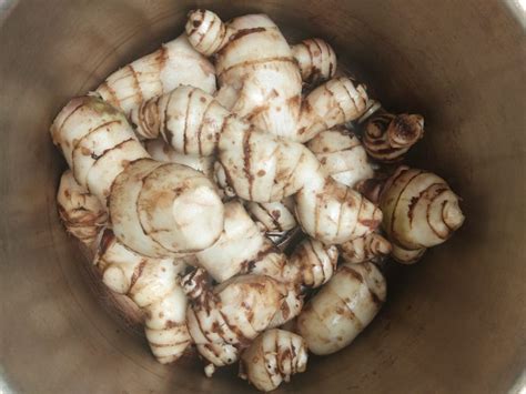 Umbi Ganyong 1kg Lazada Indonesia