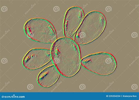 Fungi Paracoccidioides Brasiliensis 3d Illustration Cartoondealer