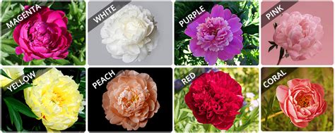 Colors Of Peonies Flowers