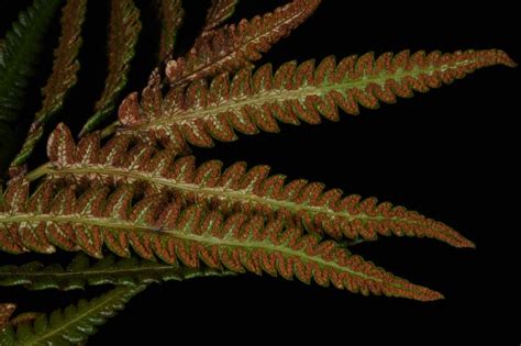 Flora Of New Zealand Gallery Profile Cyclosorus Interruptus