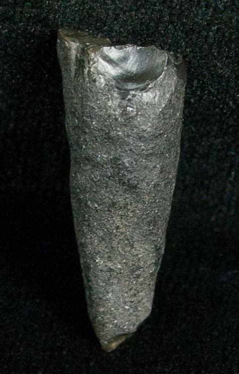 Miocene Aged Fossil Whale Tooth 95 5669 For Sale