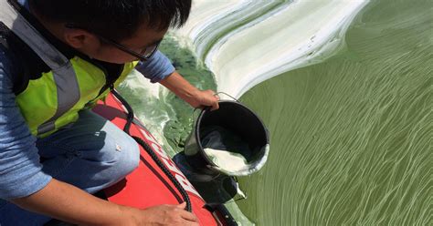 Phosphorus Just A Piece Of The Blue Green Algae Puzzle