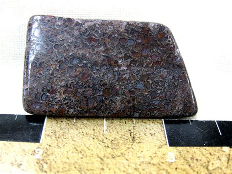 Polished Jurassic Dinosaur Cabochon 41 Fossils For Sale