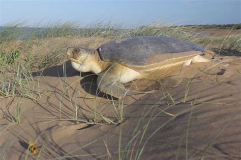 Flatback Turtle Fitzroy Basin Association