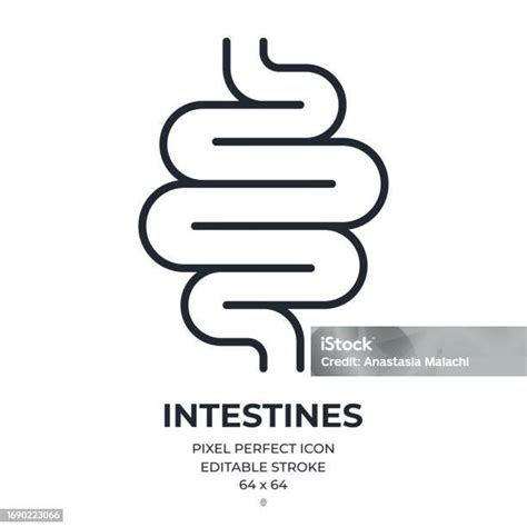 내장 내장 및 소화 시스템 편집 가능한 획 개요 아이콘은 흰색 배경 평면 벡터 그림에 분리되어 있습니다 완벽한 픽셀 64 엑스 64 창자에 대한 스톡 벡터 아트 및 기타