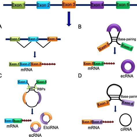 The Difference Between Linear Rna And Circrna Primer Design A Fw Is