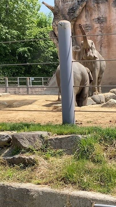 코끼리 싸움 ㄷㄷ Youtube