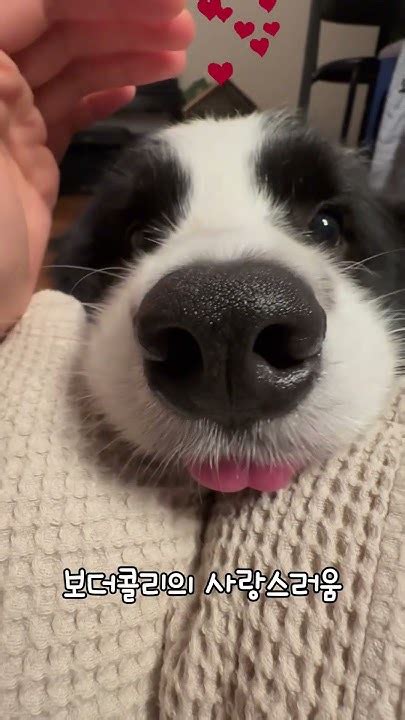 귀여운 보더콜리 힐링 Youtube