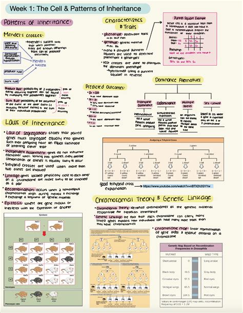 Draw It Out How Drawing Impacts Learning Thinking Maps