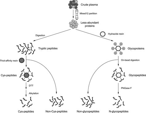 Schematic Representation Of The Sample Processing And Fractionation