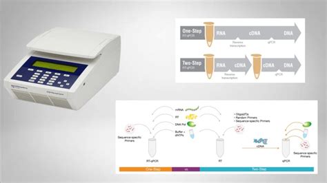 Real Time Pcr Rt Pcr Definition Principle Protocol Application