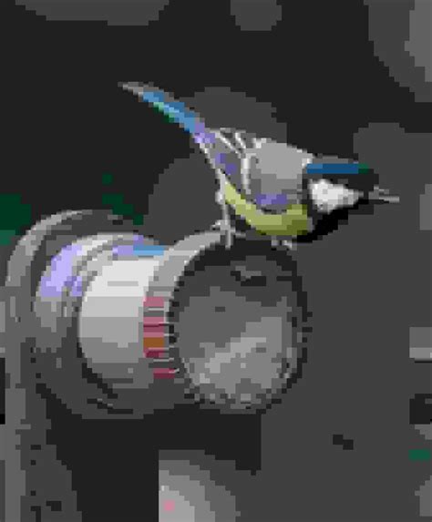 Flutter Butter Wall Feeder From Living With Birds