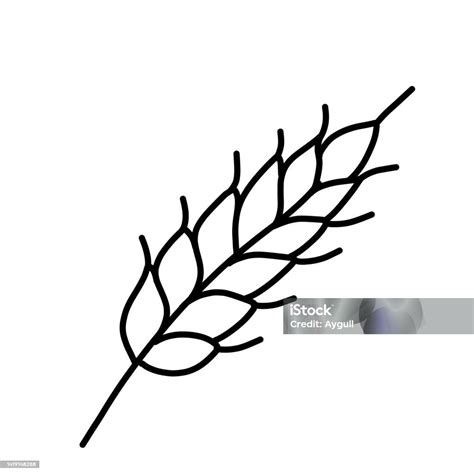 귀리와 밀 호밀과 보리 스파이크 렛 벡터 낙서 일러스트레이션 가을에 대한 스톡 벡터 아트 및 기타 이미지 가을 건조한 곡초류 Istock