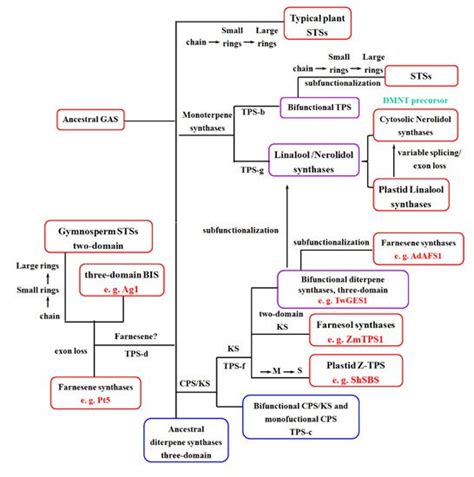 Spermatophyte Sesquiterpene Synthases Encyclopedia Mdpi
