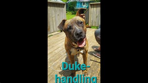 Duke Handling Youtube
