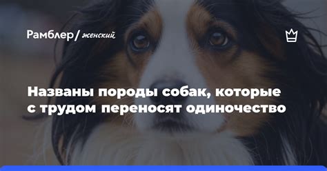 Названы породы собак которые с трудом переносят одиночество Рамблер женский