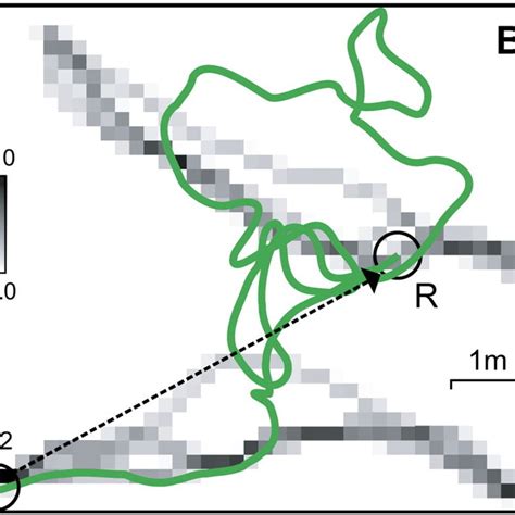 homing behavior of ants provided with different states of their path download scientific