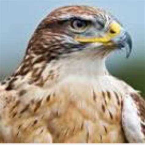 Phillip Morrison Youtube