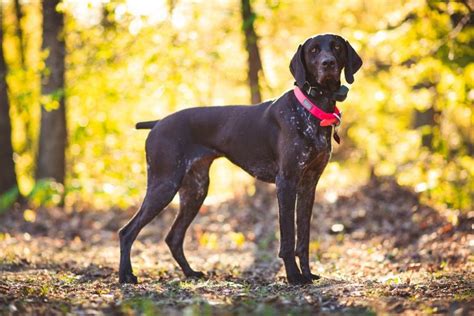 German Shorthaired Pointer Temperament Whats A German Shorthaired