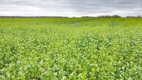 Pourquoi Ne Faut Il Pas Laisser Le Sol Nu Les Couverts Dinterculture