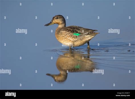 Common Teal Anas Crecca Adult Female Or Duck Wading Showing Green