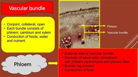 Groundnut Stem Anatomy Pptx Gardening Home Garden