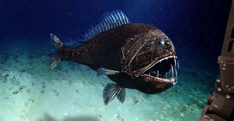 13 Of The Deepest Dwelling Creatures Ever Found In The Ocean