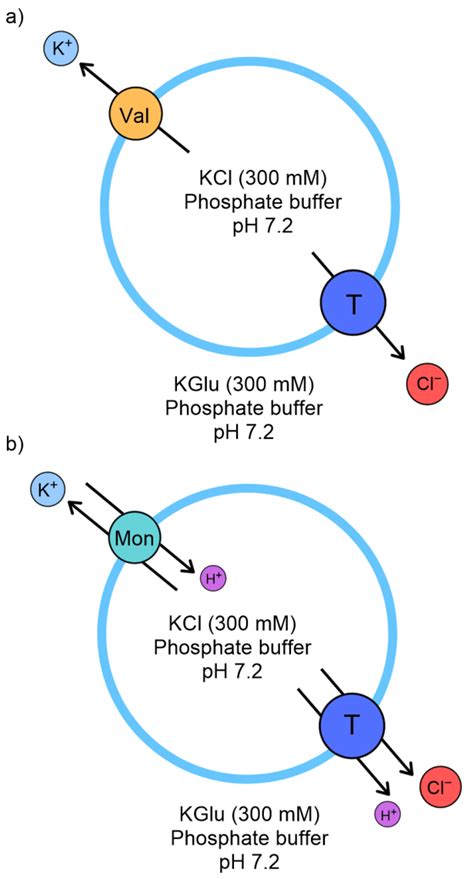 Schematic Of The Cationophore Coupled KCl Efflux Assay Monitored By Download Scientific
