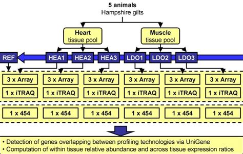 overview of the experimental design for microarray and itraq a common