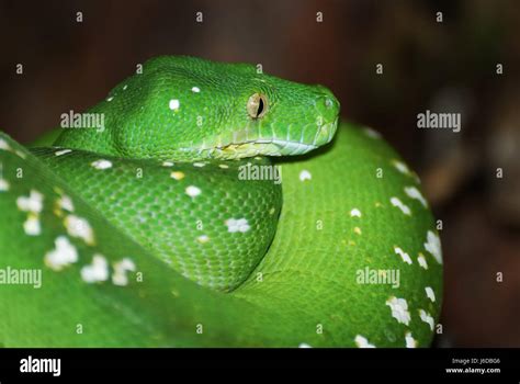 Danger Animal Wildlife Snake Python Dangerous Green Danger Animal