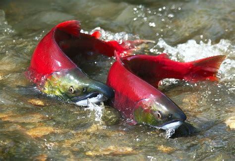 Whats The Difference Between Sockeye Salmon And Pink Salmon