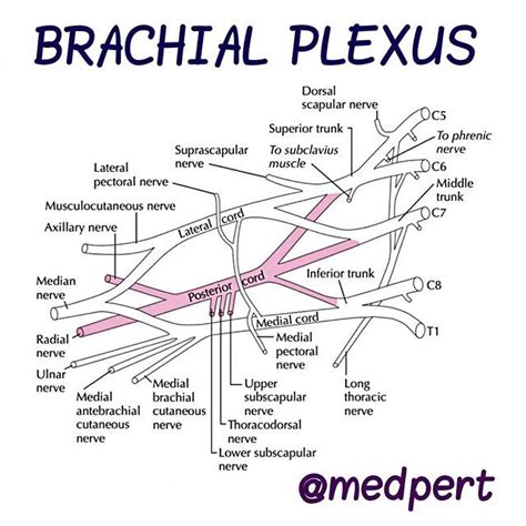 Axillary Nerve Brachial Plexus