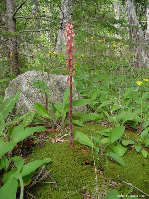 Pterospora Andromedea