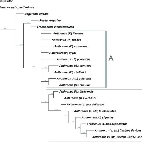 The Consensus Tree Majority Rule Tree 101 L78 Ci58 Ri64