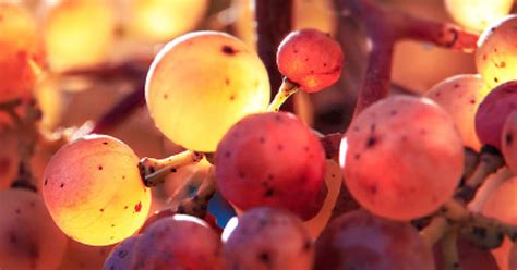 Phytocelltec™ Solar Vitisvitis Vinifera