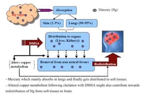 What You Need To Know About Chelation Chemicals And Heavy Metals When You Have Autoimmunity