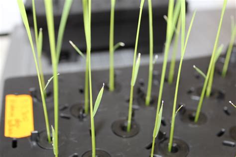 Questions With Answers In MINERALS Science Topic