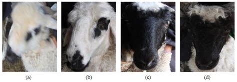 When Mobilenetv2 Meets Transformer A Balanced Sheep Face Recognition Model