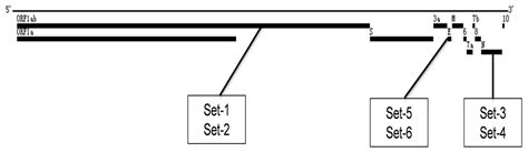 Rapid And Convenient Detection Of Sars Cov 2 Using A Colorimetric Triple Target Reverse