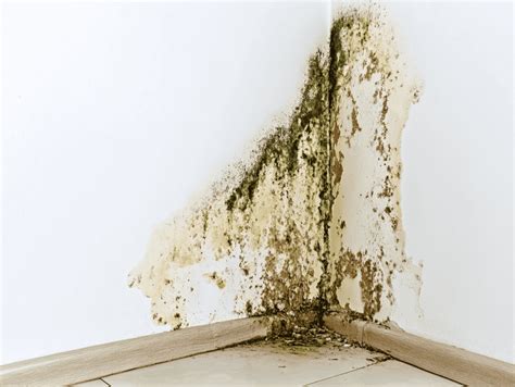 Stop Mold Before It Spreads Puroclean Of Sandhills Can Help