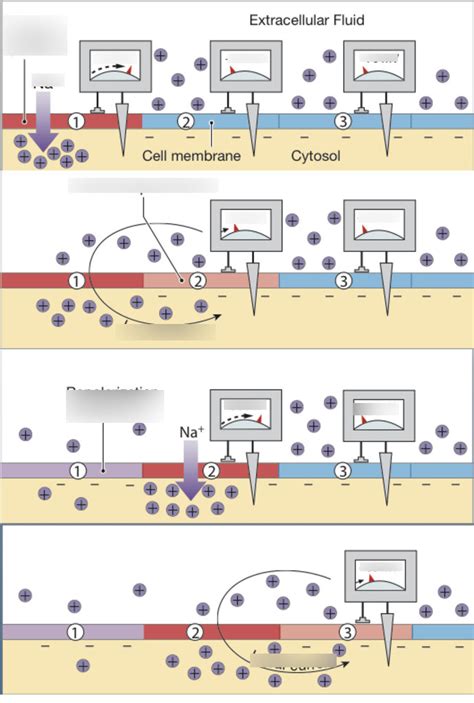 Action Potential Propagation Steps