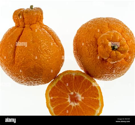 Sumo Citrus Also Called Dekopon Is A Seedless And Sweet Mandarin