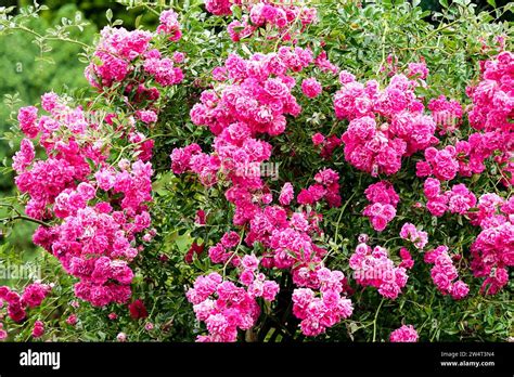 Roses Flowers Pink Rose Shrub Rose Blooming Garden Shrub Roses Rambler