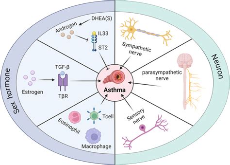 Recent Advances In Research On Common Targets Of Neurological And Sex