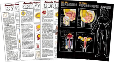 Sex Education Diseases 5 Poster Chart Buyamag Buyamag Inc