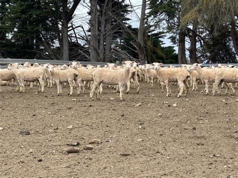 Lot 553 805 Mixed Sex Store Lambs Auctionsplus